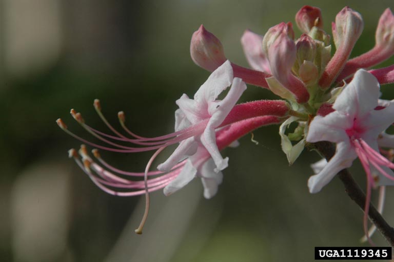 Piedmont azalea (Rhododendron canescens (Michx.) Sweet)