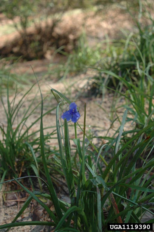 common spiderwort (Tradescantia ohiensis)