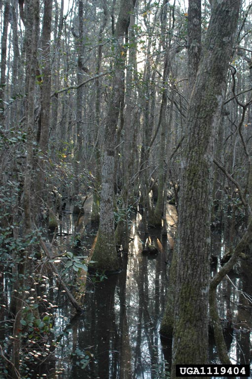 water tupelo (Nyssa aquatica L.)