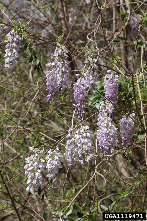 Chinese wisteria (Wisteria sinensis (Sims) DC.)