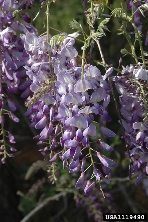 Chinese wisteria (Wisteria sinensis)