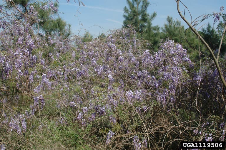 Chinese wisteria (Wisteria sinensis (Sims) DC.)