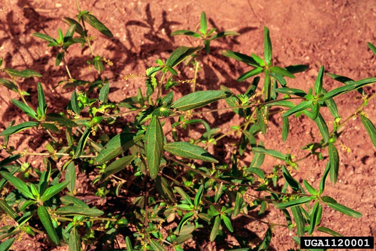 slender copperleaf (Acalypha gracilens Gray)