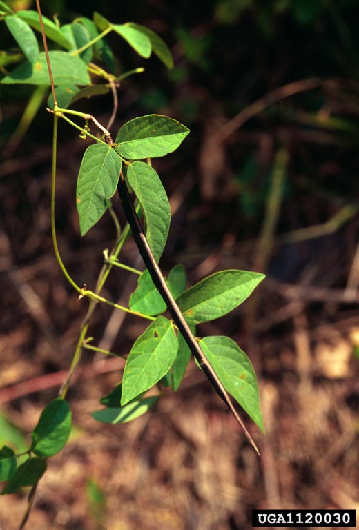 spurred butterfly pea (Centrosema virginianum (L.) Benth.)