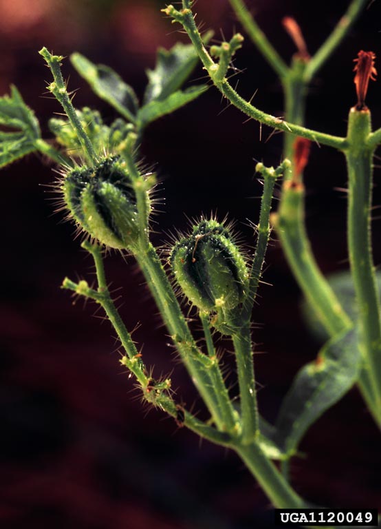 finger rot (Cnidoscolus urens var. stimulosus (Michx.) Govaerts)