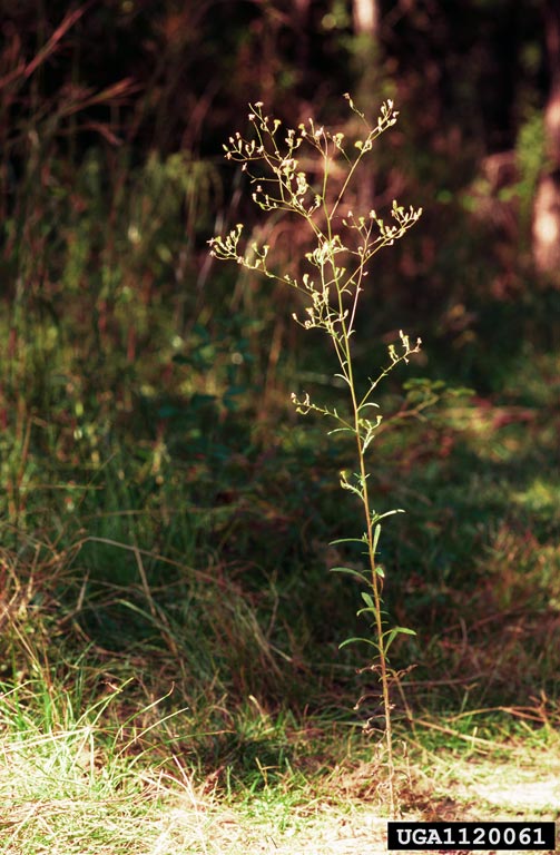 goldenweed (Croptilon divaricatum)