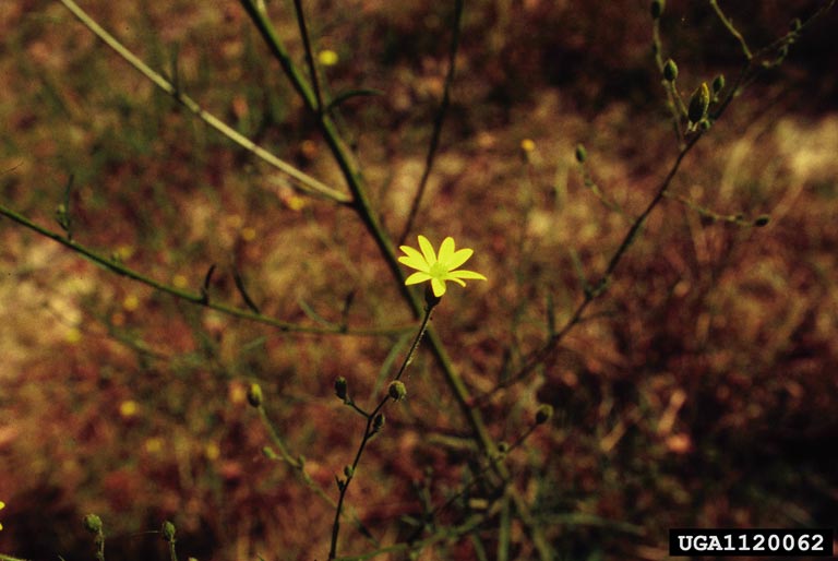 goldenweed (Croptilon divaricatum (Nutt.) Raf.)