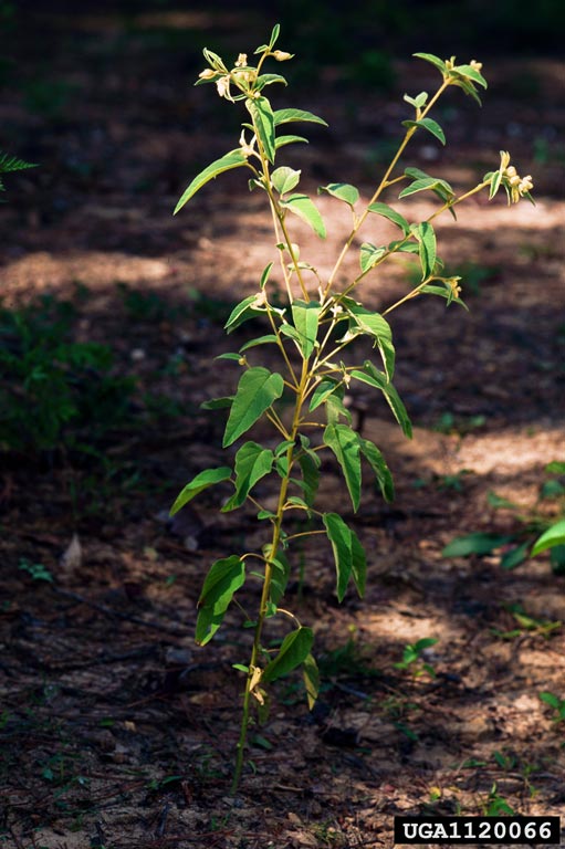 woolly croton (Croton capitatus Michx.)