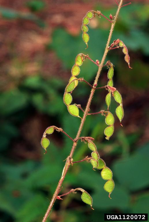 stiff ticktrefoil (Desmodium obtusum)