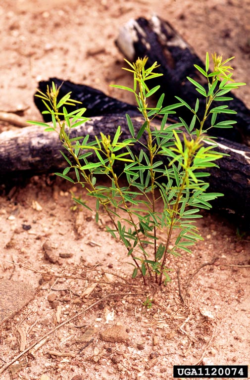 pinebarren ticktrefoil (Desmodium strictum)