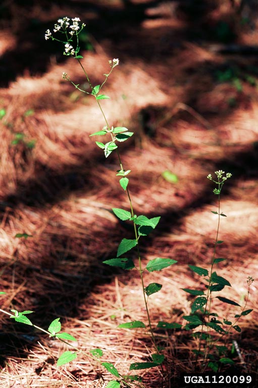 lesser snakeroot (Ageratina aromatica var. aromatica)