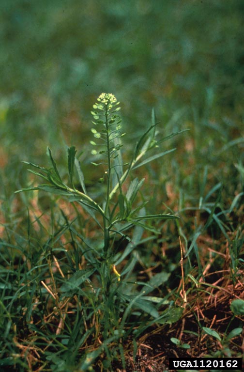 Virginia pepperweed (Lepidium virginicum L.)