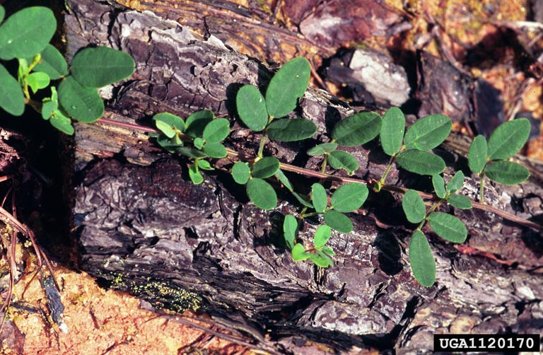 trailing lespedeza (Lespedeza procumbens Michx.)