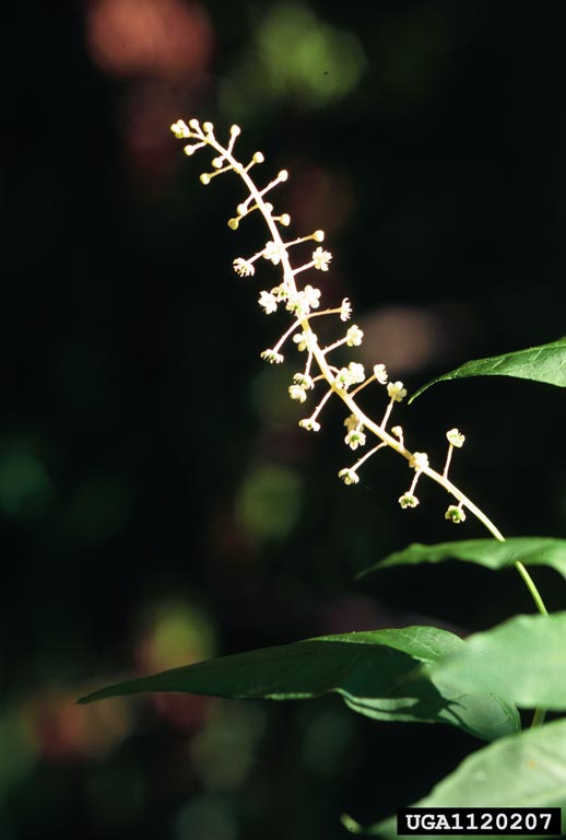 common pokeweed (Phytolacca americana)