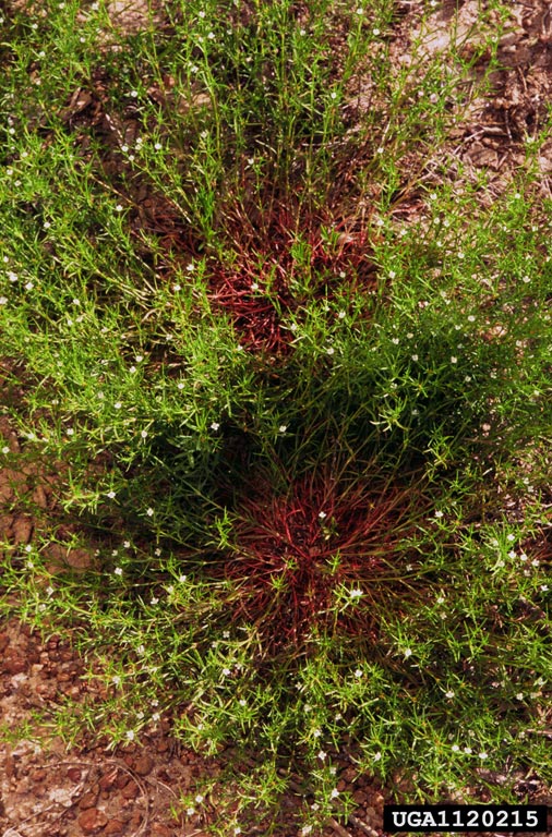 rustweed (Polypremum procumbens)