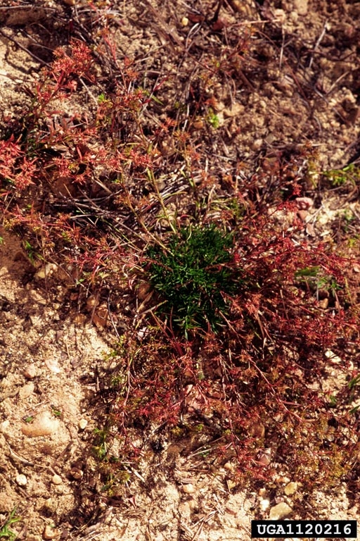rustweed (Polypremum procumbens L.)
