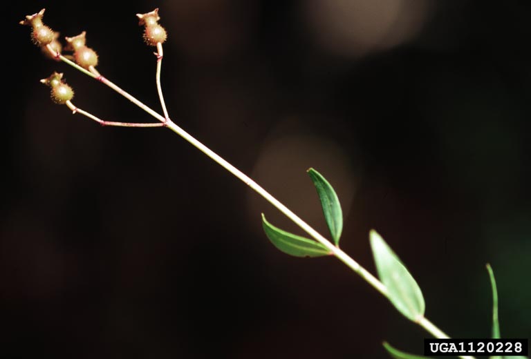 savannah meadowbeauty (Rhexia alifanus Walt.)