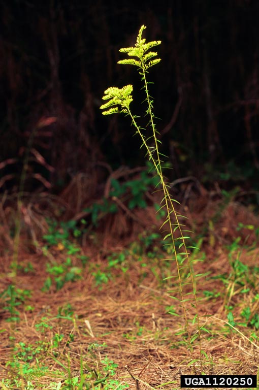 anisescented goldenrod (Solidago chilensis)