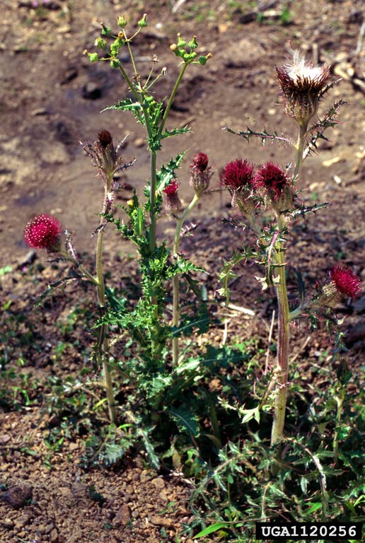 spiny sowthistle (Sonchus asper)