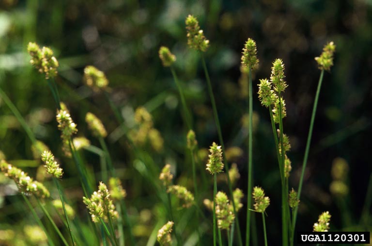 oval-leaf sedge (Carex cephalophora)