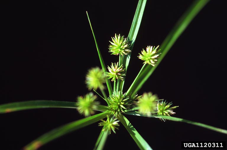 cylindric sedge (Cyperus retrorsus)