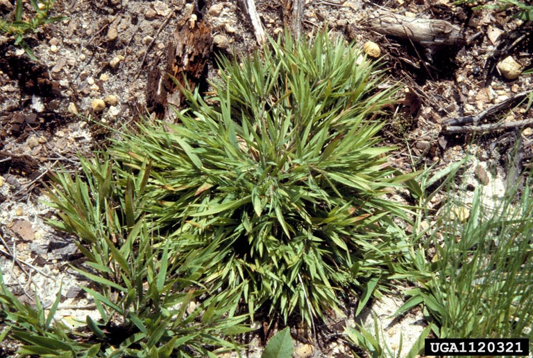 needleleaf rosette grass (Dichanthelium aciculare)