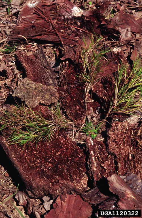 needleleaf rosette grass (Dichanthelium aciculare)