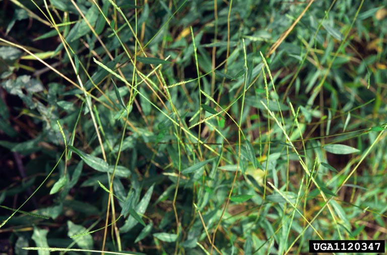 Japanese stiltgrass (Microstegium vimineum)