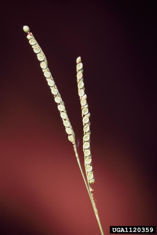 Florida paspalum (Paspalum floridanum)