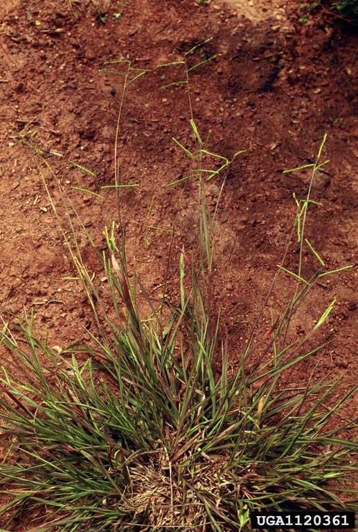 field paspalum (Paspalum laeve Michx.)