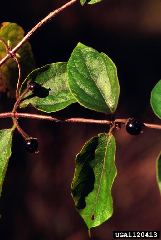 Japanese honeysuckle (Lonicera japonica)