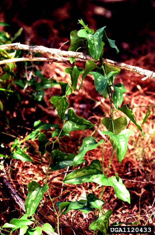 catbriar, Smilax bona-nox (Liliales: Smilacaceae) - 1120433
