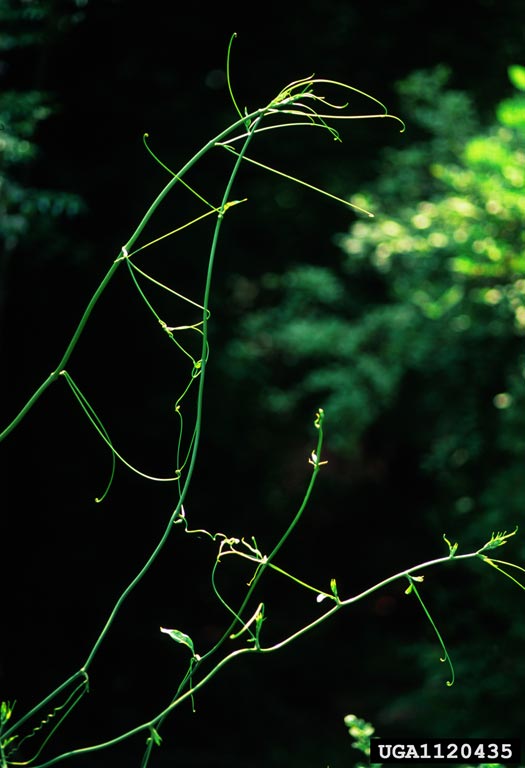 catbriar (Smilax bona-nox)