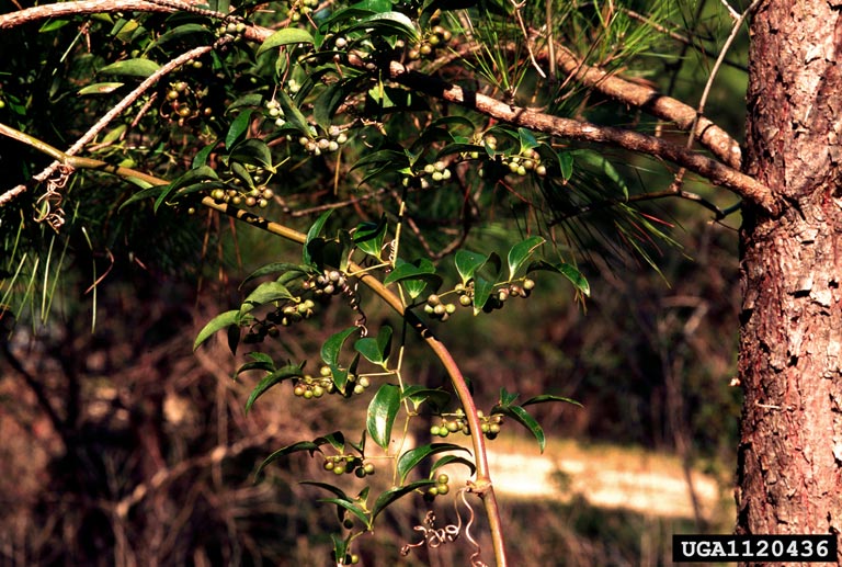 lanceleaf greenbriar (Smilax smallii)