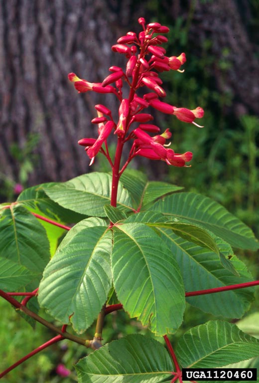 red buckeye (Aesculus pavia L.)