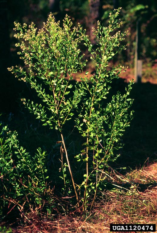 eastern baccharis (Baccharis halimifolia)