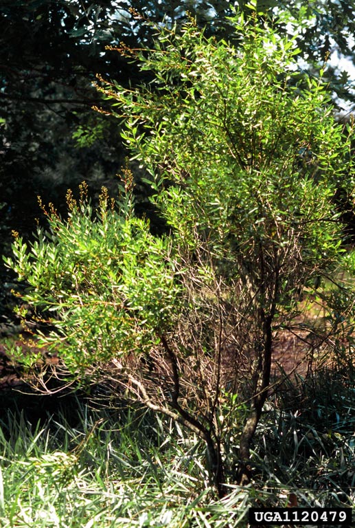 tarflower (Befaria racemosa)