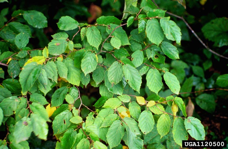 beaked hazelnut, Corylus cornuta (Fagales: Betulaceae) - 1120500