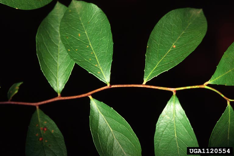 maleberry (Lyonia ligustrina)
