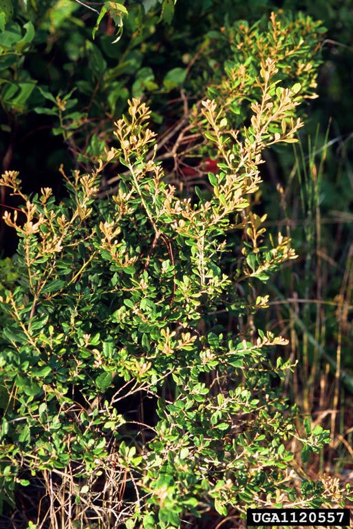 rusty staggerbush (Lyonia ferruginea (Walt.) Nutt.)