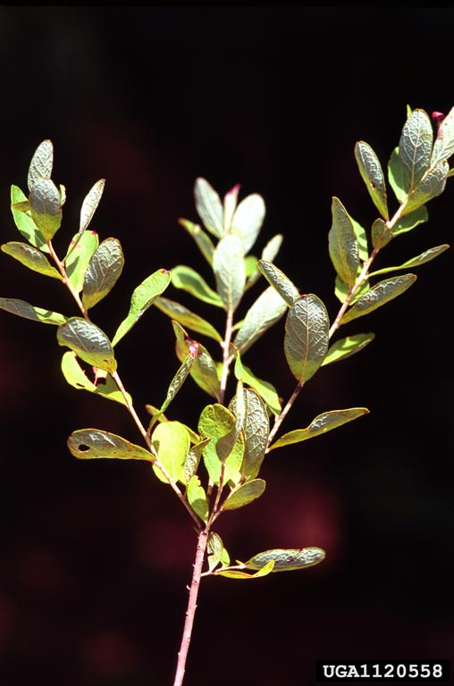 coastalplain staggerbush (Lyonia fruticosa (Michx.) G.S. Torr.)