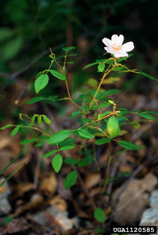 Carolina rose (Rosa carolina L.)