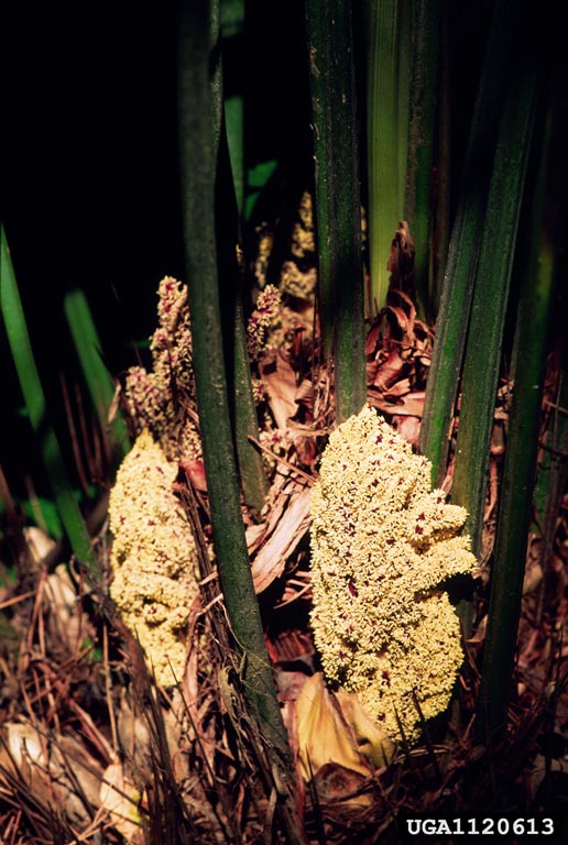 needle palm (Rhapidophyllum hystrix)