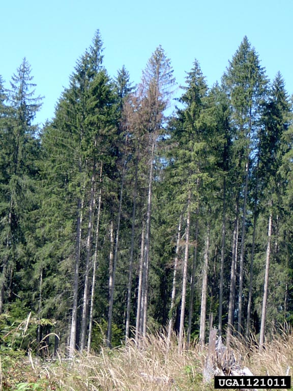 European spruce bark beetle (Ips typographus)