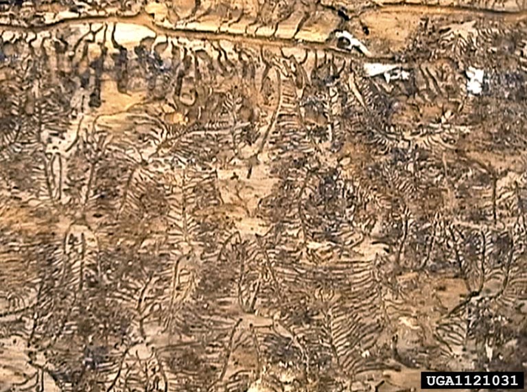 six-toothed spruce bark beetle (Pityogenes chalcographus)