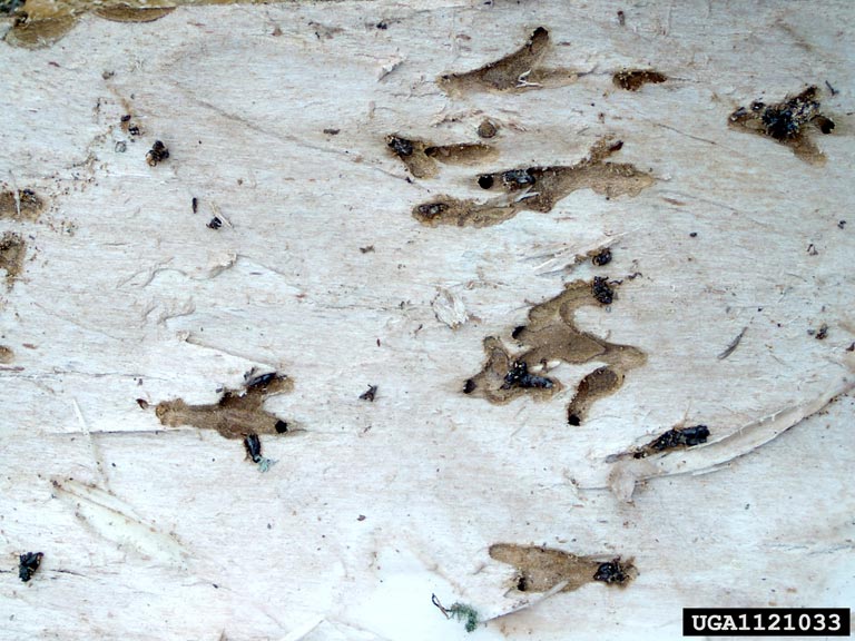 small spruce bark beetle (Ips amitinus)