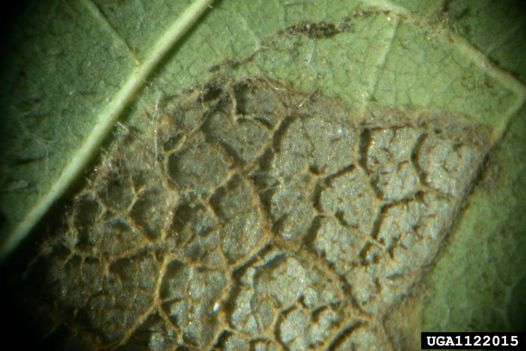 maple trumpet skeletonizer (Catastega aceriella Clemens)