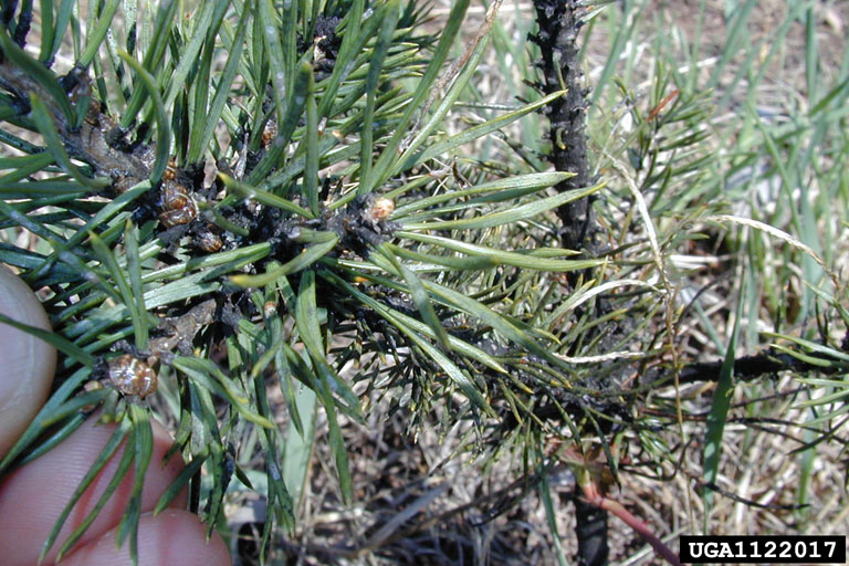 striped pine scale (Toumeyella pini)