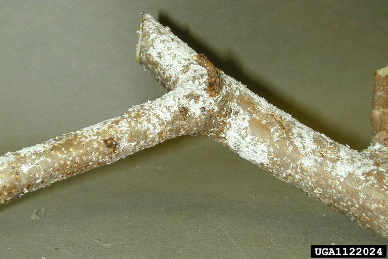 white peach scale (Pseudaulacaspis pentagona)