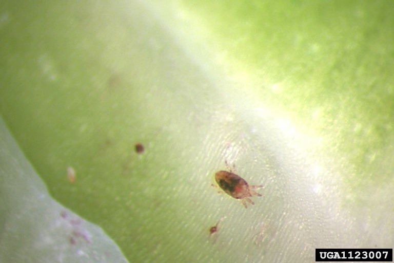 flat mite (Genus Brevipalpus)